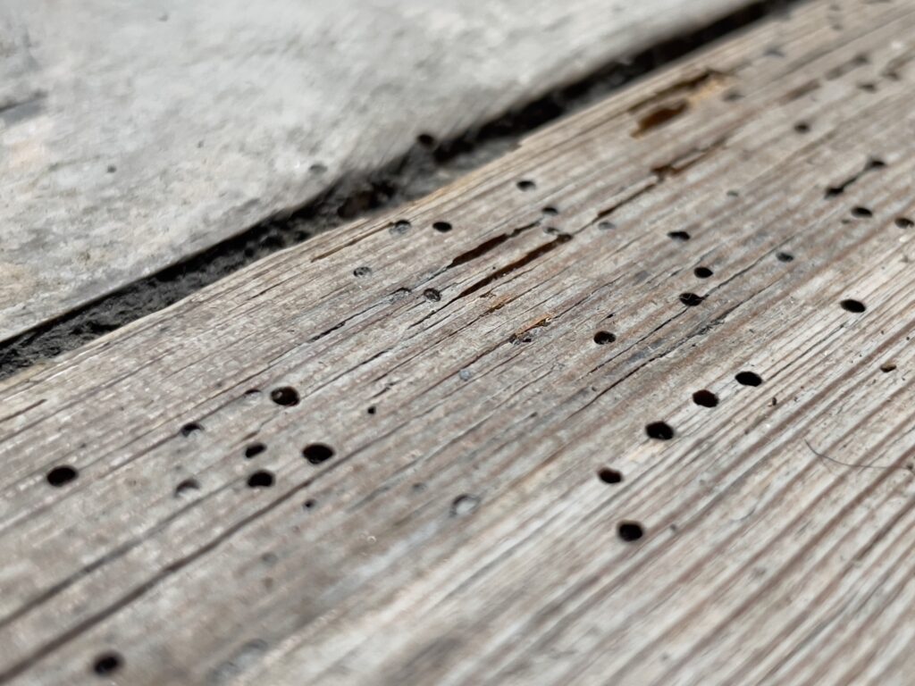 Bekæmpelse af borebiller - Højt serviceniveau - Danpest ApS