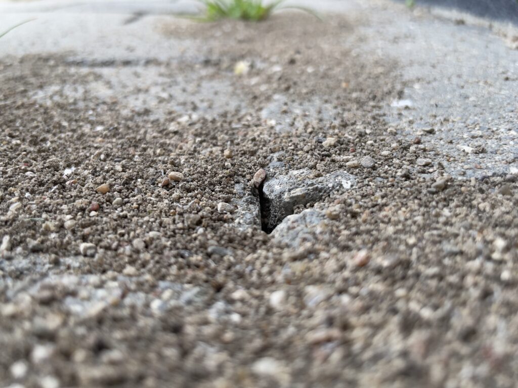 Myrebekæmpelse - Effektiv og hurtig behandling - Danpest ApS